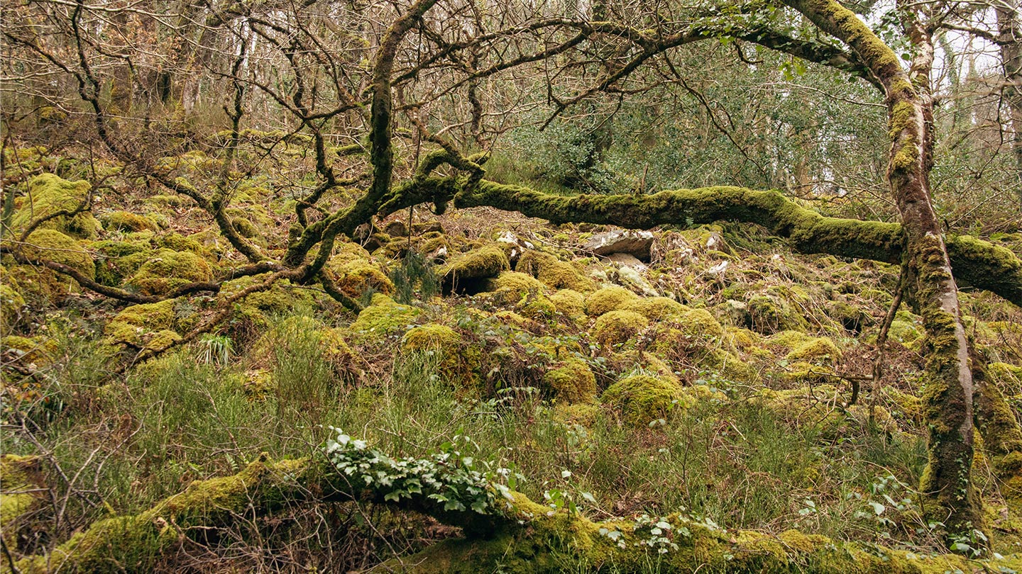 Buckland Wood appeal - Woodland Trust