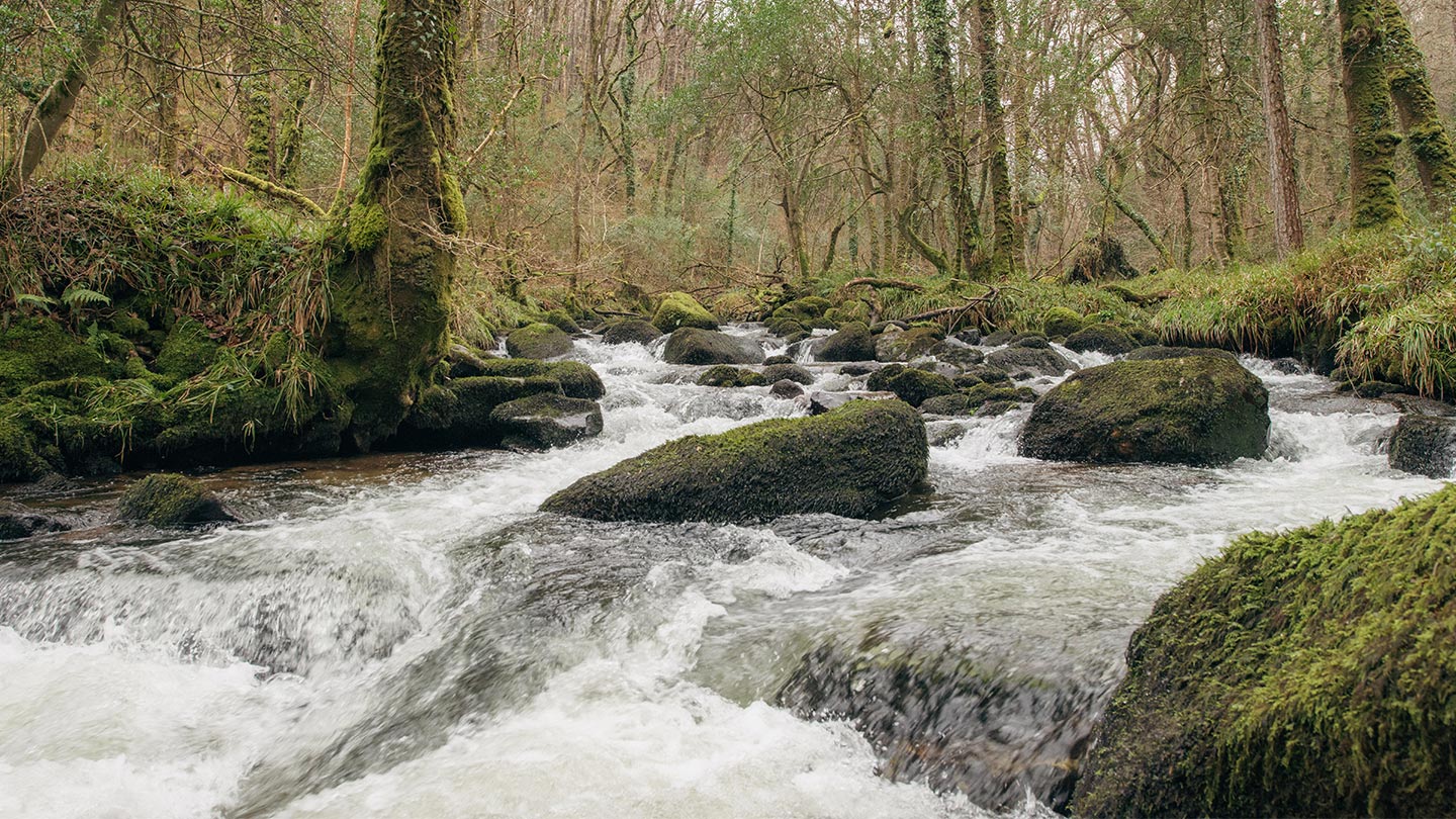 Buckland Wood appeal - Woodland Trust
