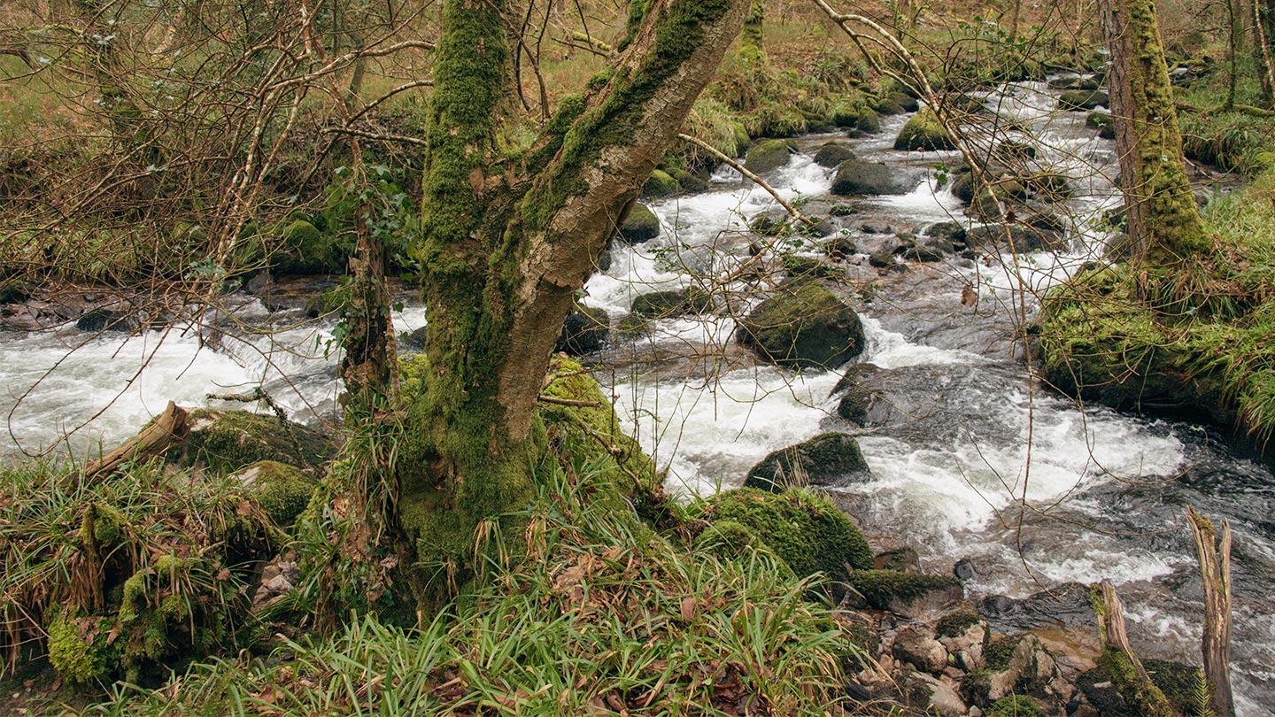 Buckland Wood appeal - Woodland Trust