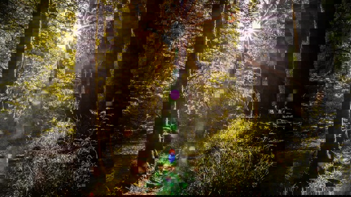 Forgotten Forests at Chelsea Flower Show - Woodland Trust