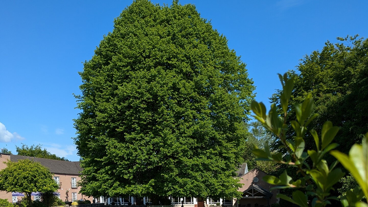 Tree of the Year - Woodland Trust