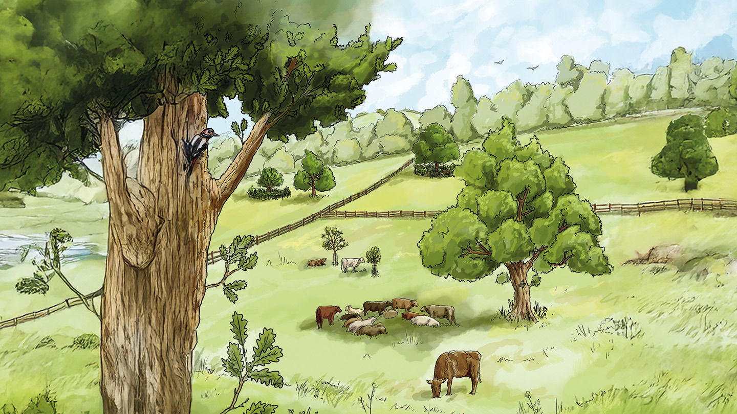 Agroforestry Systems - In-Field Trees - Woodland Trust