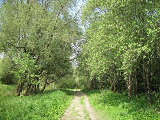 Broadhempston Community Woodland - Woodland Trust
