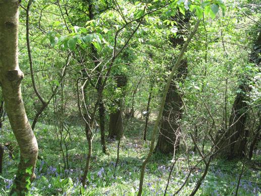 Broadhempston Community Woodland - Woodland Trust