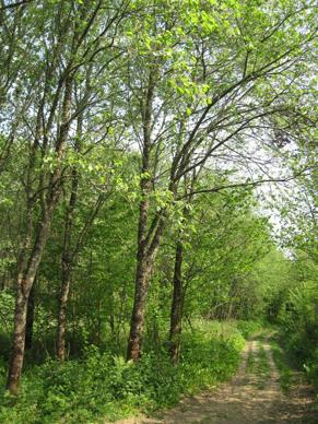 Broadhempston Community Woodland - Woodland Trust