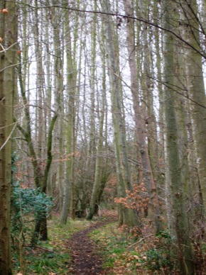 Lydiard Park - Woodland Trust