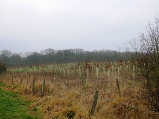 Lydiard Park - Woodland Trust