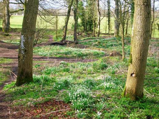 Lydiard Park - Woodland Trust