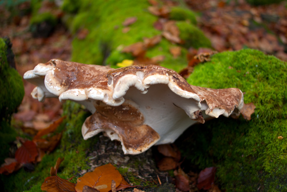 Skaigh Wood - Woodland Trust