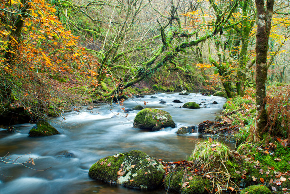 Skaigh Wood - Woodland Trust