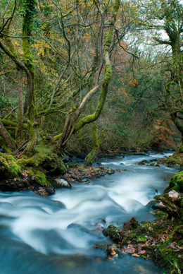 Skaigh Wood - Woodland Trust