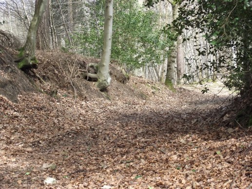 Leconfield Estate (East) - Woodland Trust