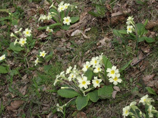 Leconfield Estate (East) - Woodland Trust