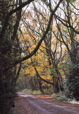 Rudheath - Woodland Trust