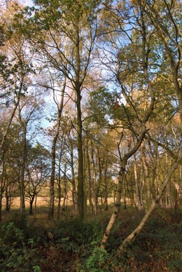 Rudheath - Woodland Trust