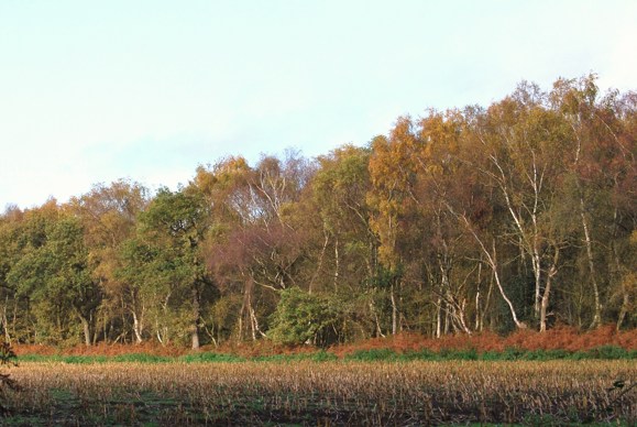 Rudheath - Woodland Trust