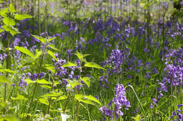 Forest Of Dean - Woodland Trust