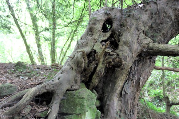 Forest Of Dean - Woodland Trust