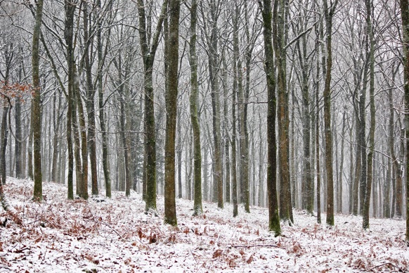 Forest Of Dean - Woodland Trust