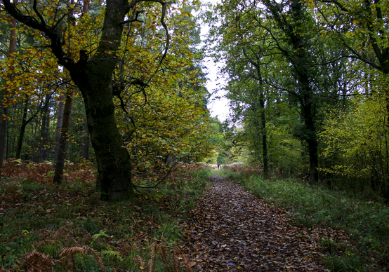 Forest Of Dean - Woodland Trust