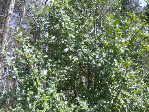 Forest Of Dean - Woodland Trust