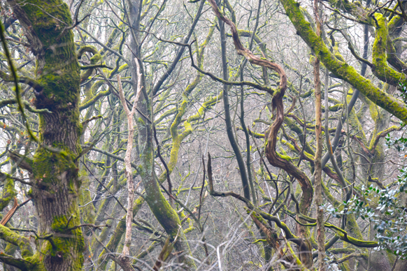 Forest Of Dean - Woodland Trust