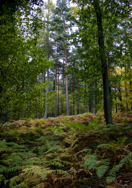 Forest Of Dean - Woodland Trust