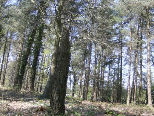 Forest Of Dean - Woodland Trust