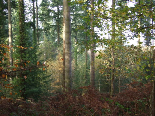 Forest Of Dean - Woodland Trust