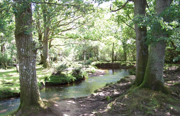 New Forest - Woodland Trust