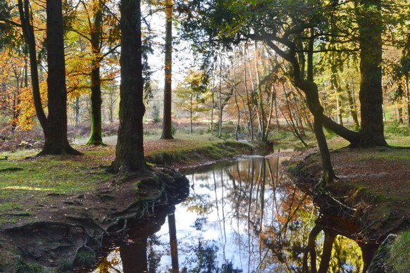 New Forest - Woodland Trust