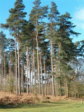 Rendlesham Wood - Woodland Trust