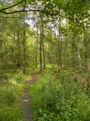 Cropton Forest - Woodland Trust