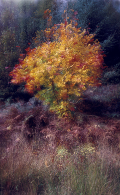 Cropton Forest - Woodland Trust