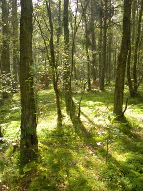 Cropton Forest - Woodland Trust