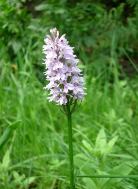 Sheffield Forest - Woodland Trust