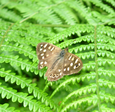 Sheffield Forest - Woodland Trust