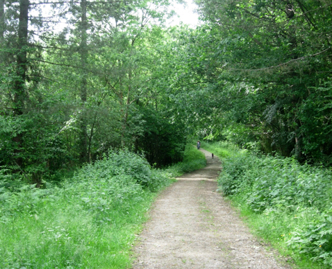 Sheffield Forest - Woodland Trust