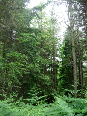 Sheffield Forest - Woodland Trust