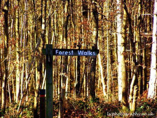 Wyre Forest Area Woodlands - Wyre Forest - Woodland Trust