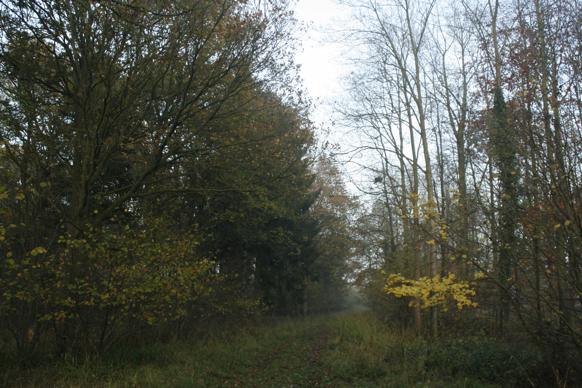 Ditton Park Wood - Woodland Trust