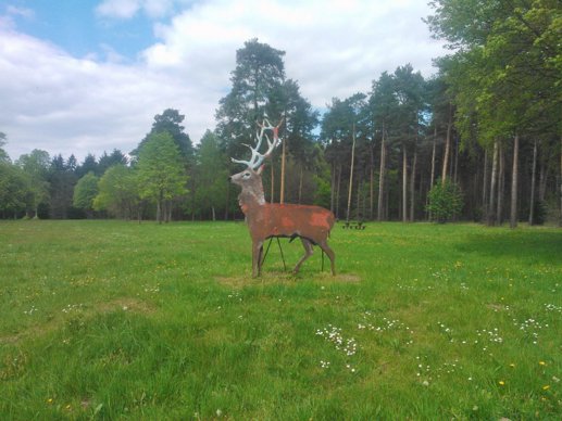 Thetford Forest Park - Lynford Stag - Woodland Trust