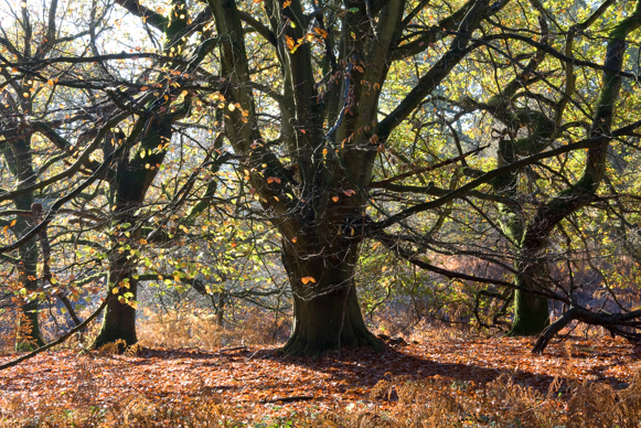Savernake - Woodland Trust