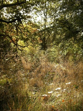 Savernake - Woodland Trust