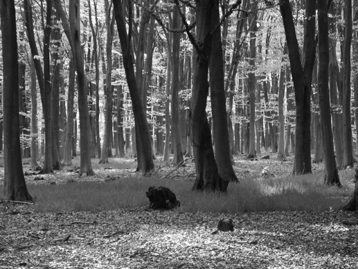 Collingbourne and Coldridge woods - Woodland Trust
