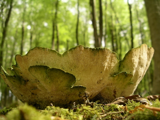 Collingbourne and Coldridge woods - Woodland Trust