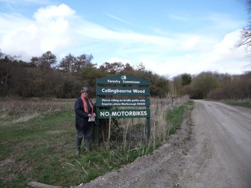Collingbourne and Coldridge woods - Woodland Trust