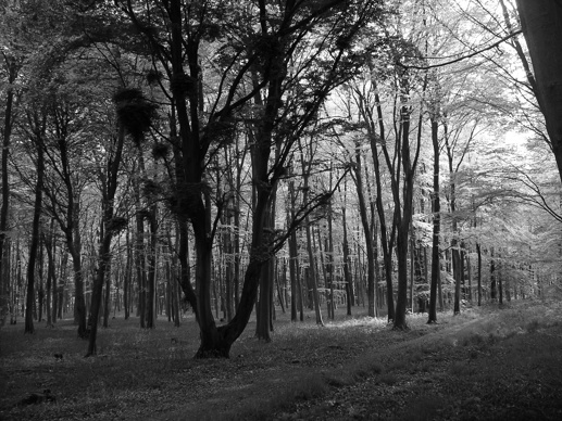 Collingbourne and Coldridge woods - Woodland Trust