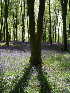 Collingbourne and Coldridge woods - Woodland Trust
