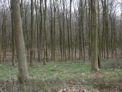 Collingbourne and Coldridge woods - Woodland Trust